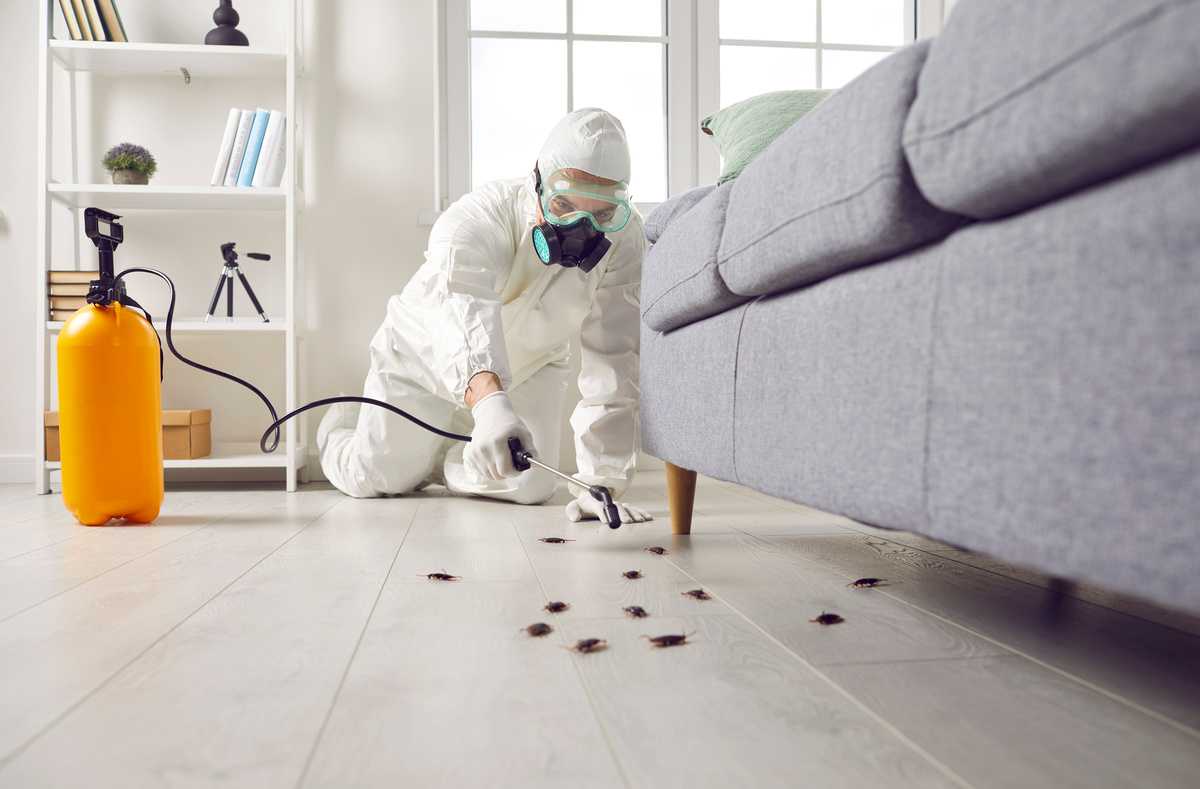 Cockroach Control Services in Boynton Beach, FL | Ringdahl